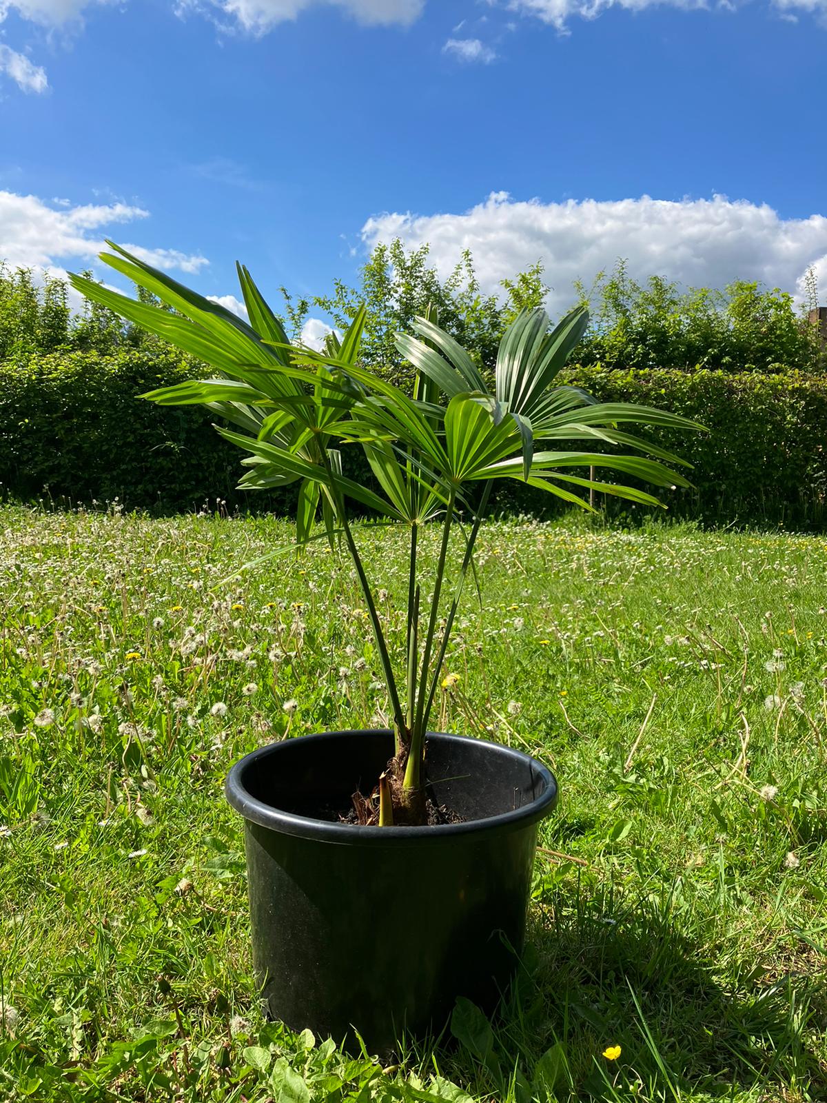 La croissance du palmier chanvre - Local Palm