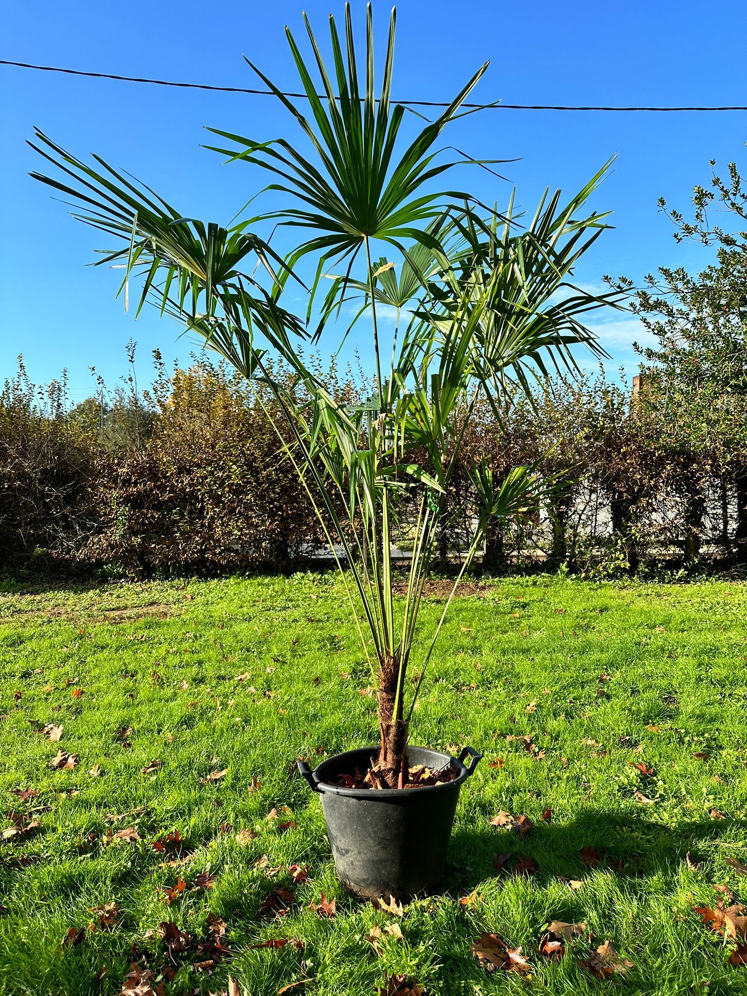 Mon palmier fait des feuilles jaunes : que faire ? - Local Palm
